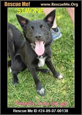 - Idaho Dog Rescue - ADOPTIONS - Rescue Me!