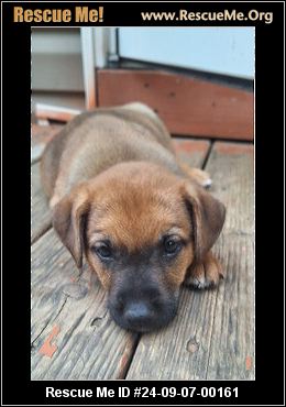 - New York Dog Rescue - ADOPTIONS - Rescue Me!