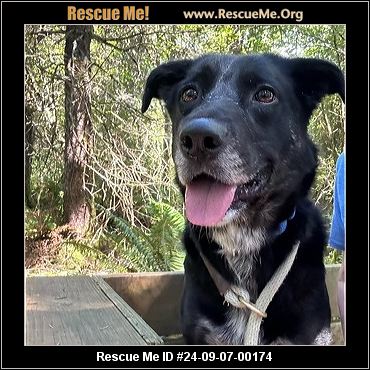 - Oregon Dog Rescue - ADOPTIONS - Rescue Me!