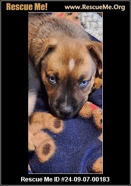 - New York Dog Rescue - ADOPTIONS - Rescue Me!