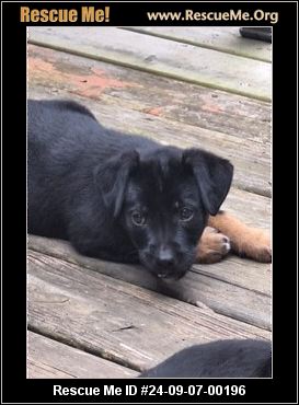 - New York Dog Rescue - ADOPTIONS - Rescue Me!