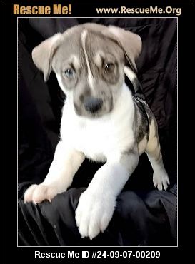 - Florida Dog Rescue - ADOPTIONS - Rescue Me!