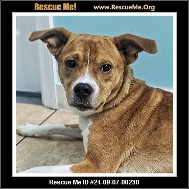 - Florida Dog Rescue - ADOPTIONS - Rescue Me!