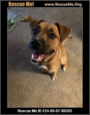 - California Lab Rescue - ADOPTIONS - Rescue Me!