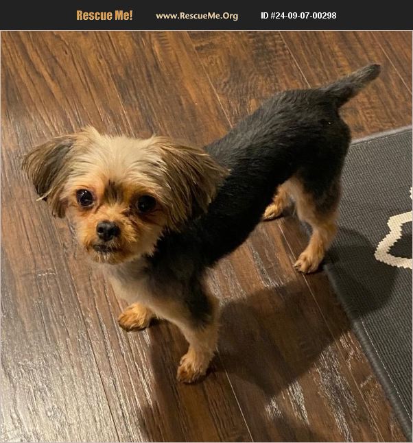 ADOPT 24090700298 ~ Yorkie Rescue ~ Ashburn, VA