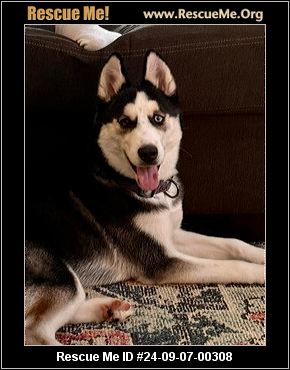 - Virginia Siberian Husky Rescue - ADOPTIONS - Rescue Me!