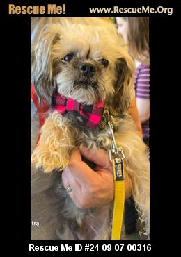 - Arizona Yorkie Rescue - ADOPTIONS - Rescue Me!