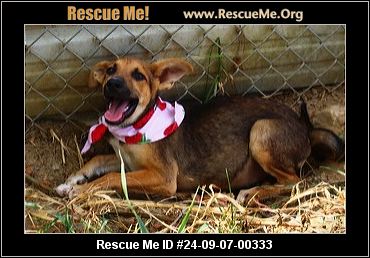 - Tennessee Dog Rescue - ADOPTIONS - Rescue Me!