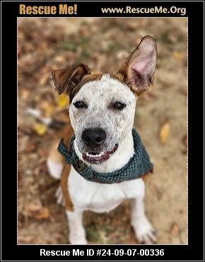 - Tennessee Dog Rescue - ADOPTIONS - Rescue Me!
