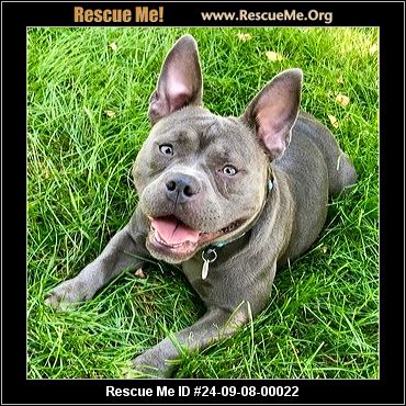 - Colorado Dog Rescue - ADOPTIONS - Rescue Me!