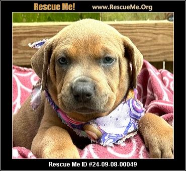 - Georgia Dog Rescue - ADOPTIONS - Rescue Me!