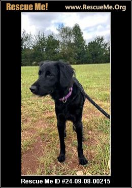 - North Carolina Dog Rescue - ADOPTIONS - Rescue Me!