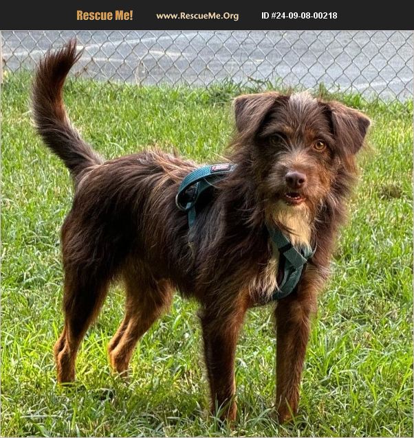 ADOPT 24090800218 ~ Border Terrier Rescue ~ Wilkesboro, NC