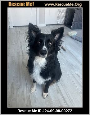 - Florida Border Collie Rescue - ADOPTIONS - Rescue Me!