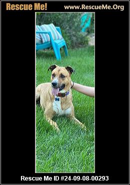 - Colorado Dog Rescue - ADOPTIONS - Rescue Me!