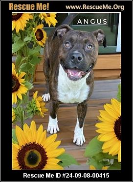 - Michigan Dog Rescue - ADOPTIONS - Rescue Me!