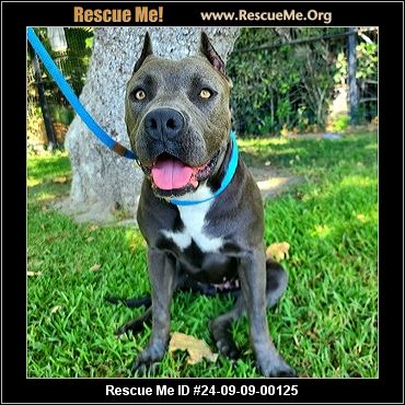 - California Pit Bull Rescue - ADOPTIONS - Rescue Me!