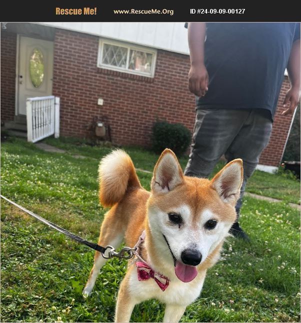 ADOPT 24090900127 ~ Shiba Inu Rescue ~ Pittsburgh, PA