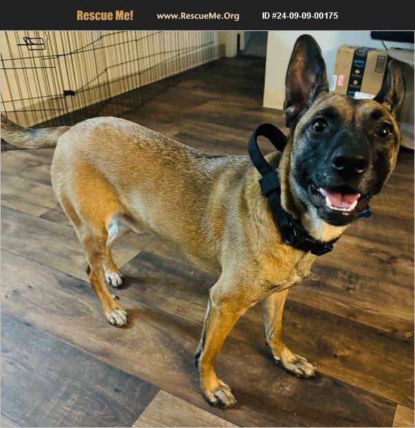 ADOPT 24090900175 ~ Belgian Malinois Rescue ~ Tucson, AZ