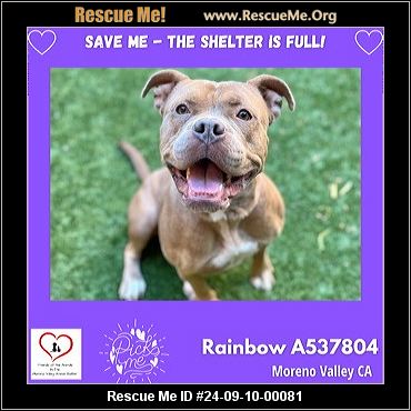 - California Pit Bull Rescue - ADOPTIONS - Rescue Me!