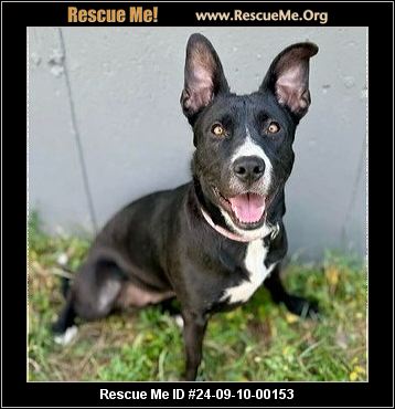 - Colorado Dog Rescue - ADOPTIONS - Rescue Me!