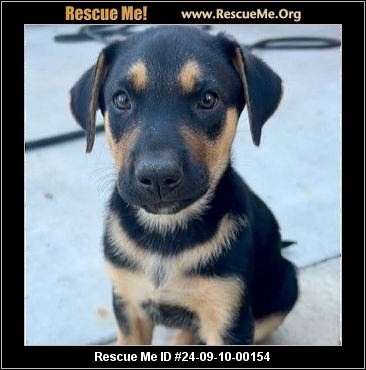 - Colorado Dog Rescue - ADOPTIONS - Rescue Me!