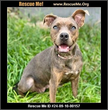 - Colorado Dog Rescue - ADOPTIONS - Rescue Me!