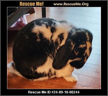 - West Virginia Rabbit Rescue - ADOPTIONS - Rescue Me!