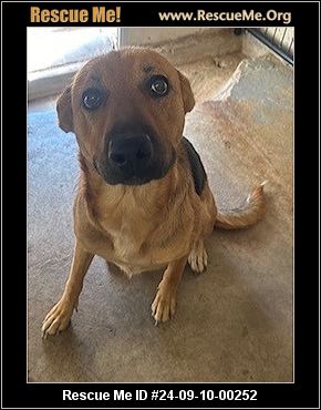 - Oklahoma Dog Rescue - ADOPTIONS - Rescue Me!