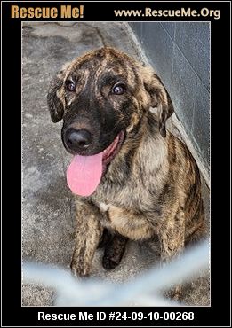 - Oklahoma Dog Rescue - ADOPTIONS - Rescue Me!