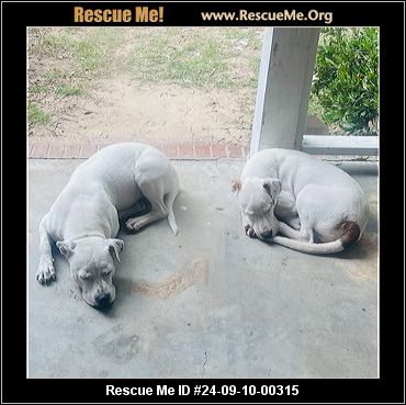 - Mississippi Dog Rescue - ADOPTIONS - Rescue Me!