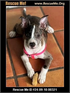 - Florida Jack Russell Rescue - ADOPTIONS - Rescue Me!