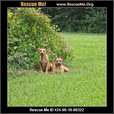 - North Carolina Dog Rescue - ADOPTIONS - Rescue Me!