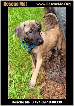 - Florida Dog Rescue - ADOPTIONS - Rescue Me!