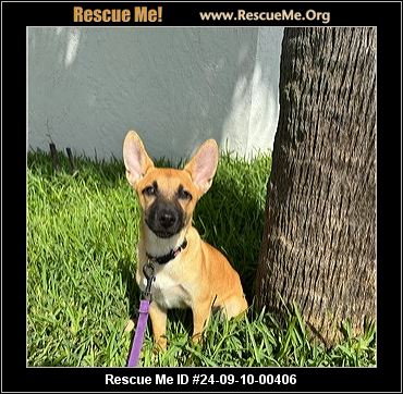 - Florida Dog Rescue - ADOPTIONS - Rescue Me!