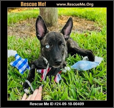 - Florida Dog Rescue - ADOPTIONS - Rescue Me!