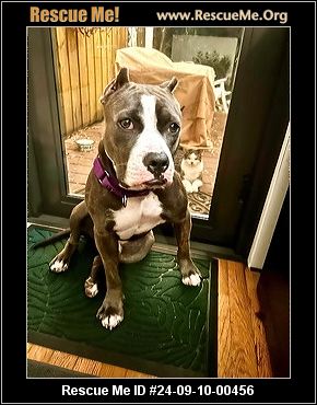 - Florida Dog Rescue - ADOPTIONS - Rescue Me!