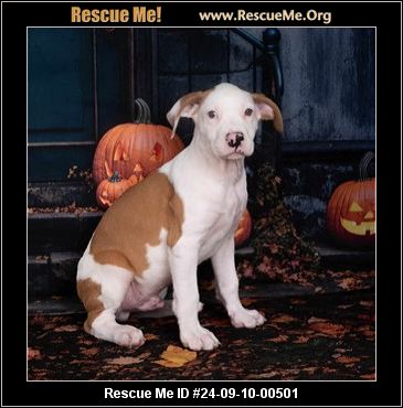 - Florida Dog Rescue - ADOPTIONS - Rescue Me!