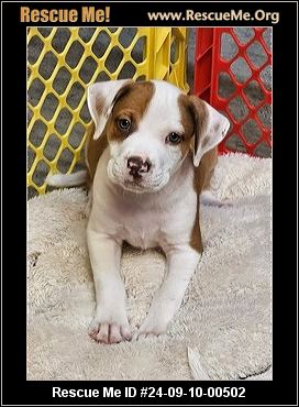 - Florida Dog Rescue - ADOPTIONS - Rescue Me!