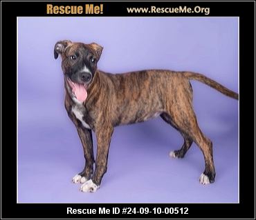 - Florida Dog Rescue - ADOPTIONS - Rescue Me!