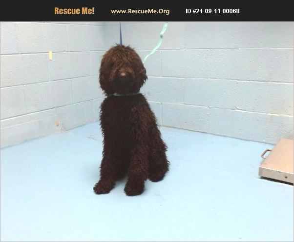ADOPT 24091100068 ~ Poodle Rescue ~ Moreno Valley, CA