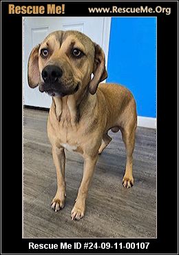 - New York Dog Rescue - ADOPTIONS - Rescue Me!