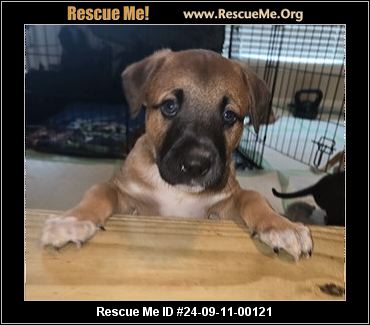 - Florida Dog Rescue - ADOPTIONS - Rescue Me!