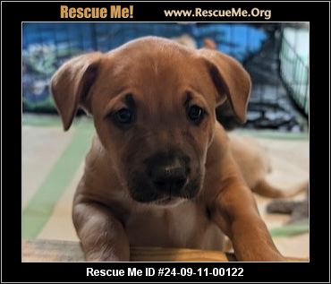- Florida Dog Rescue - ADOPTIONS - Rescue Me!