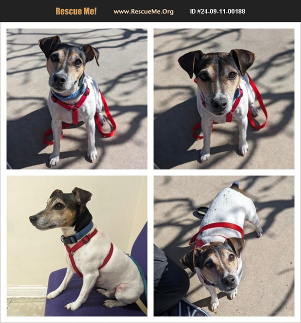 ADOPT 24091100188 ~ Jack Russell Rescue ~ Kansas