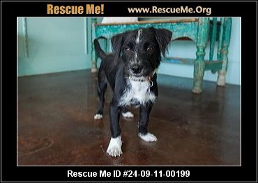 - Texas Dog Rescue - ADOPTIONS - Rescue Me!