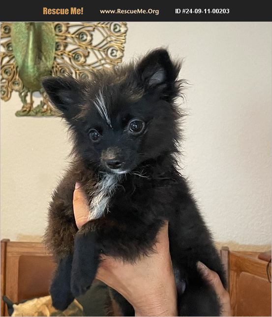 ADOPT 24091100203 ~ Pomeranian Rescue ~ Casa Grande, AZ