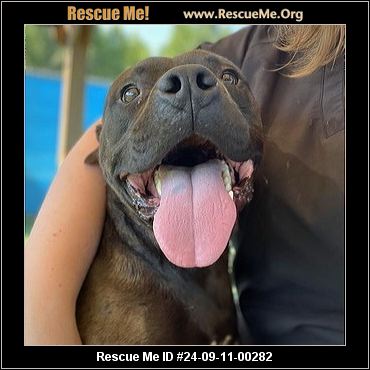 - North Carolina Dog Rescue - ADOPTIONS - Rescue Me!