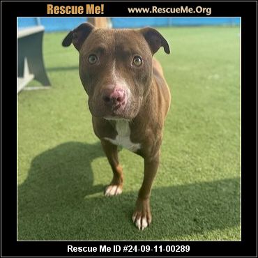 - North Carolina Dog Rescue - ADOPTIONS - Rescue Me!