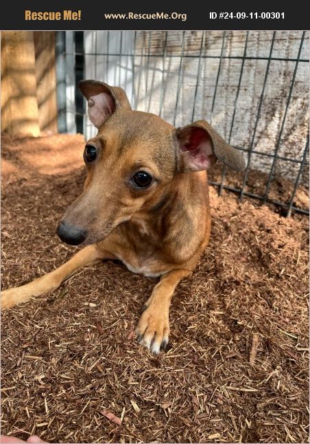 ADOPT 24091100301 ~ Italian Greyhound Rescue ~ Bergen County, NJ